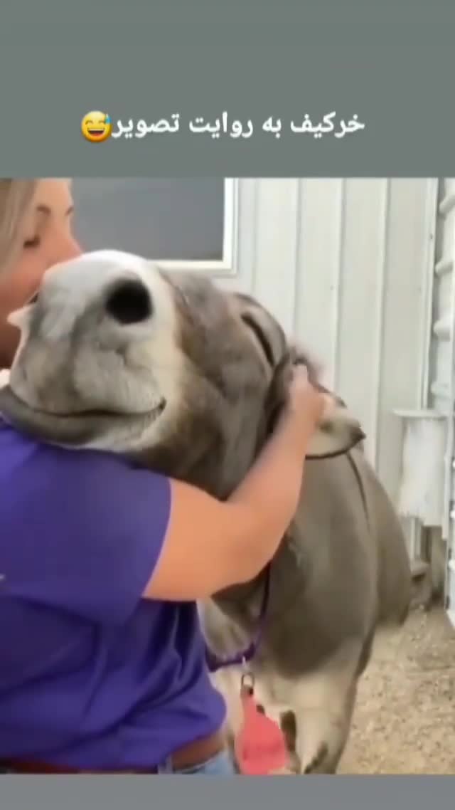 خر کیف به روایت تصویر؛((( | طرفداری